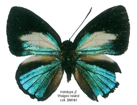 Papua Insects Foundation (Lepidoptera/Lycaenidae/Lycaeninae ...